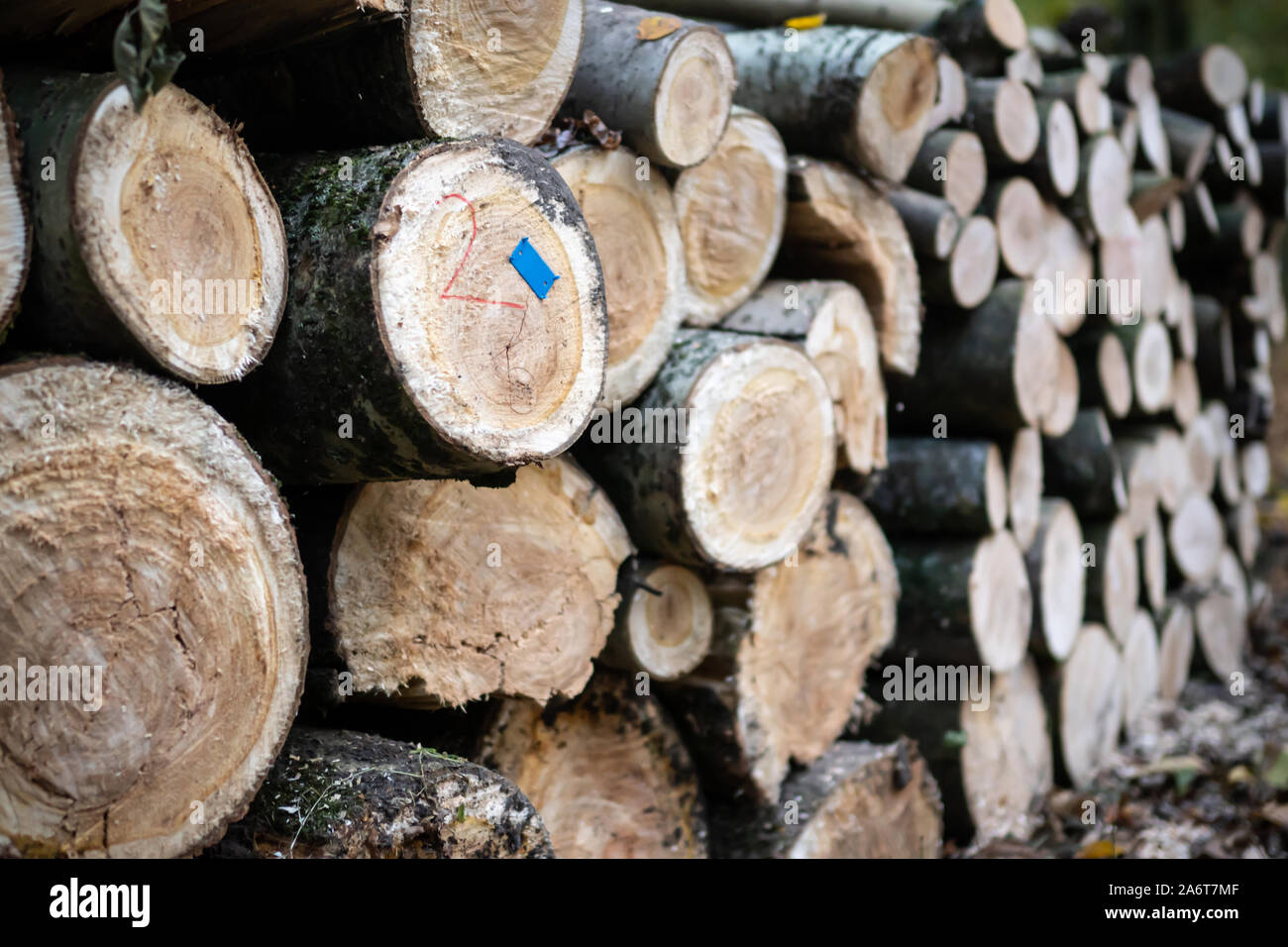 Tree cut down rainforest hi-res stock photography and images - Alamy
