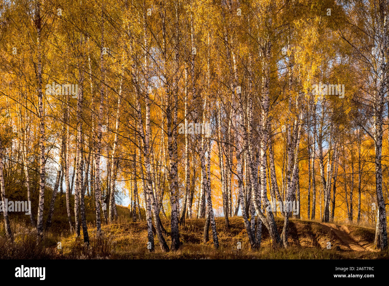 Yellow leaf fall in the birch forest in golden autumn. Landscape with ...