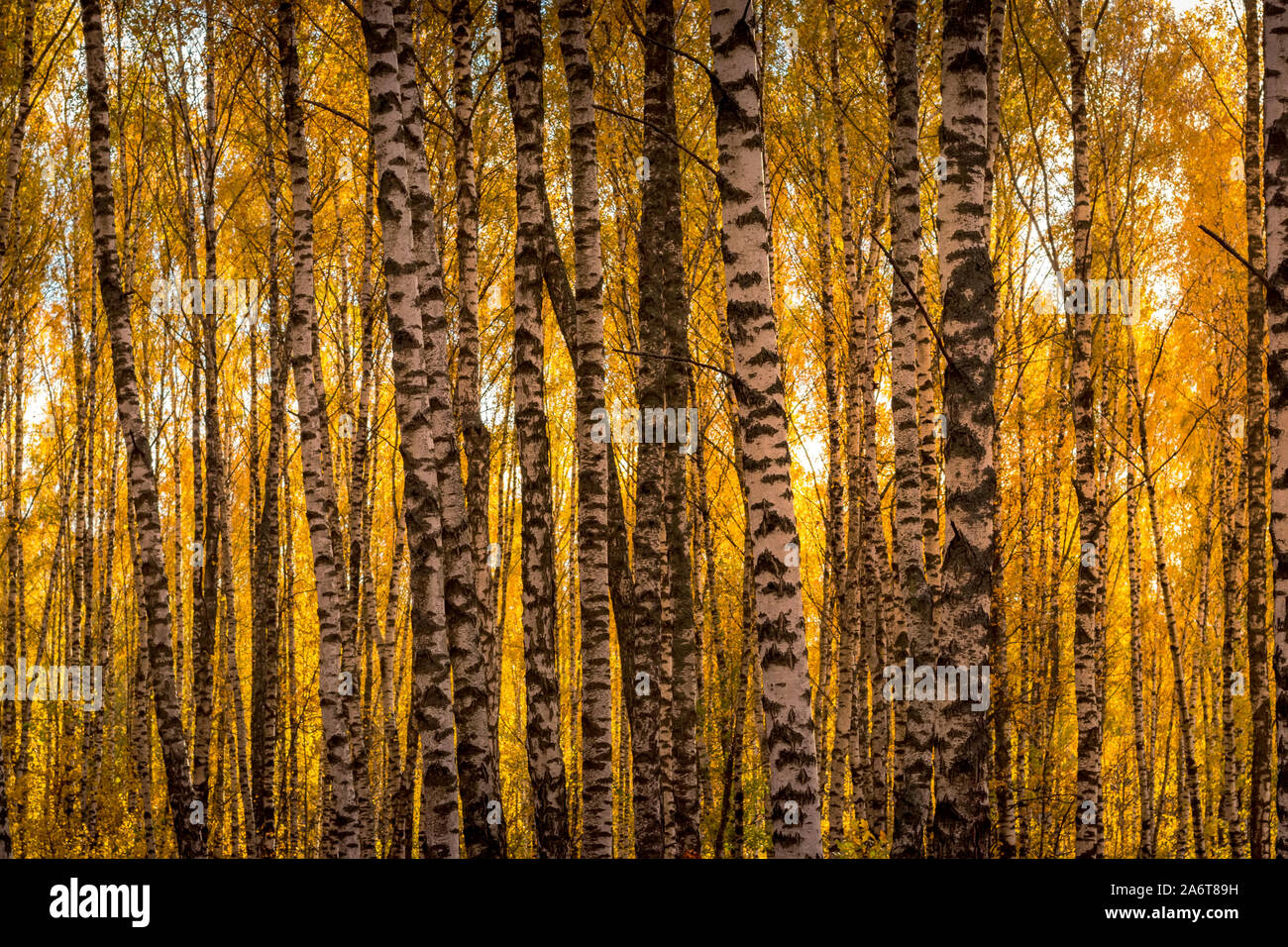 Yellow leaf fall in the birch forest in golden autumn. Landscape with ...