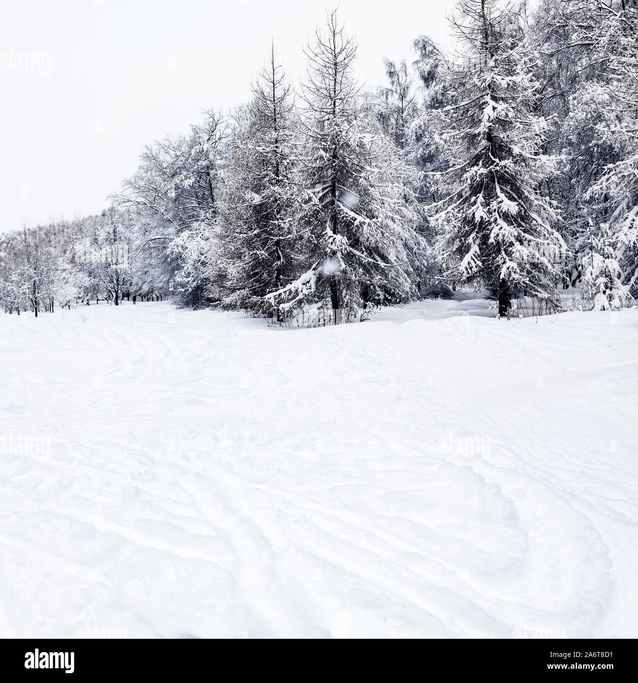 view of city park with ski runs and snow-covered fir trees on winter ...