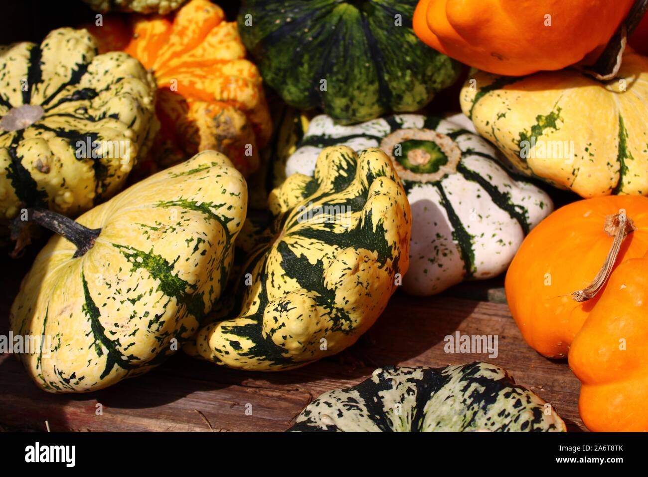 The picture shows many colorful pumpkins Stock Photo - Alamy