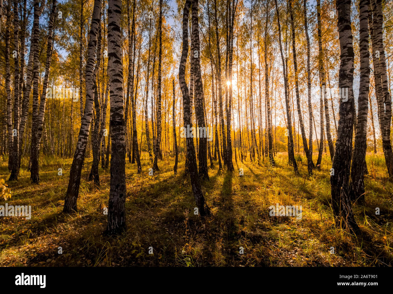 Yellow leaf fall in the birch forest in golden autumn on sunset ...