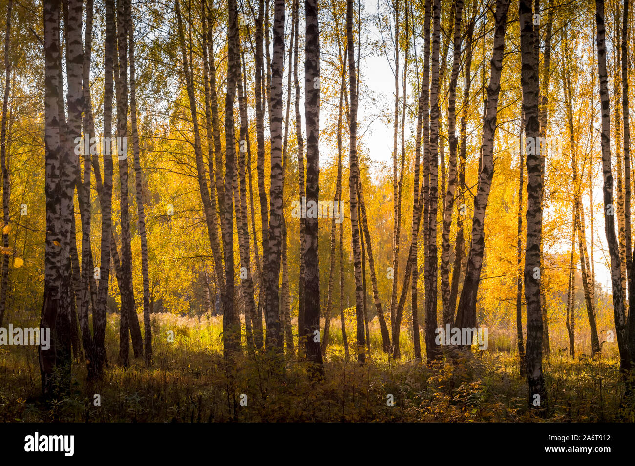 Yellow leaf fall in the birch forest in golden autumn. Landscape with ...