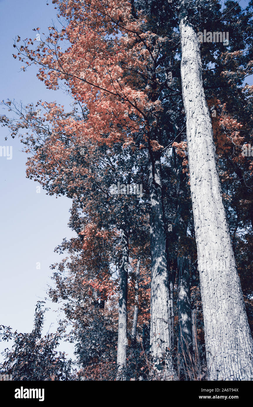 Tall Fall Trees Stock Photo - Alamy