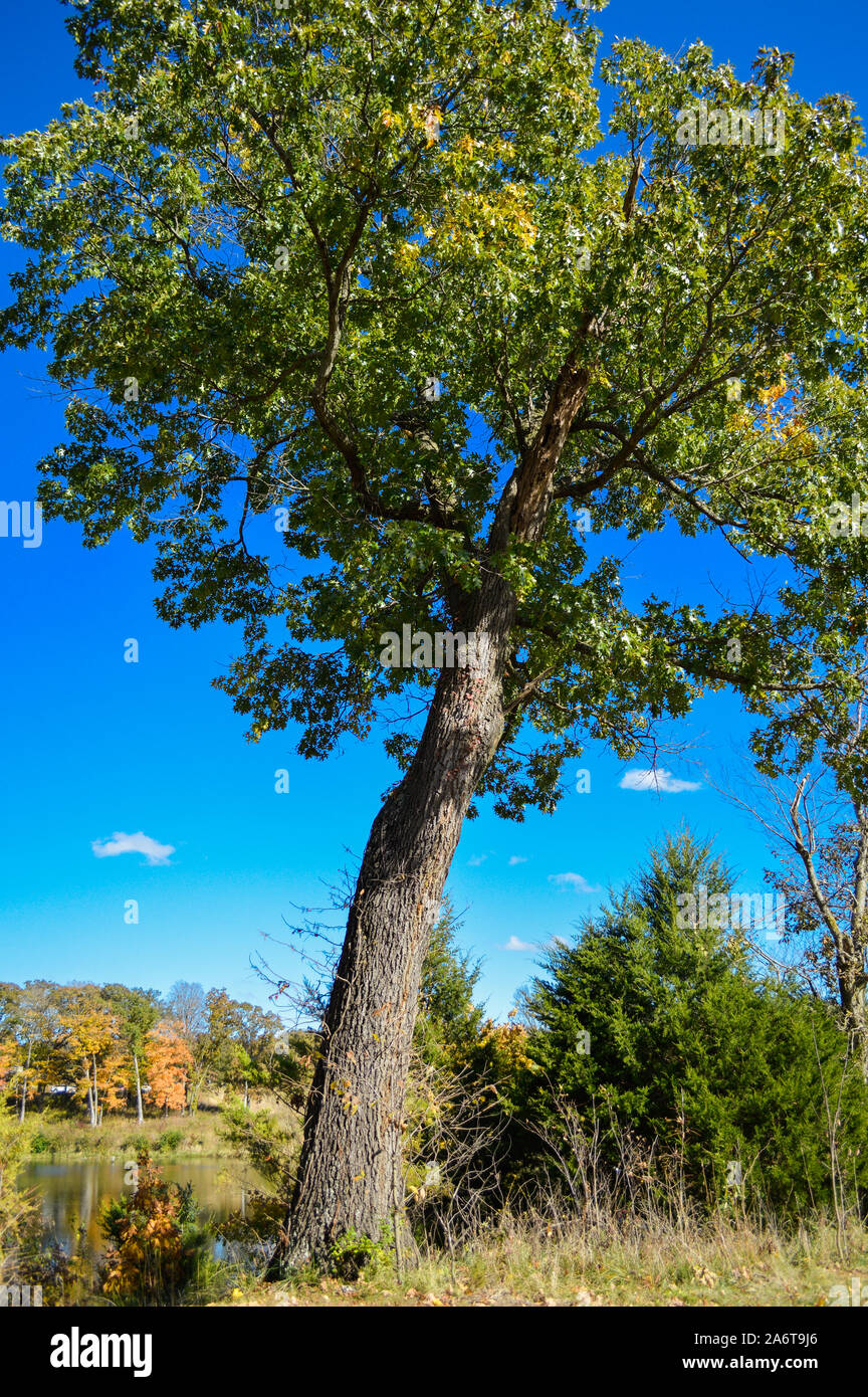 Tilting tree hi-res stock photography and images - Alamy