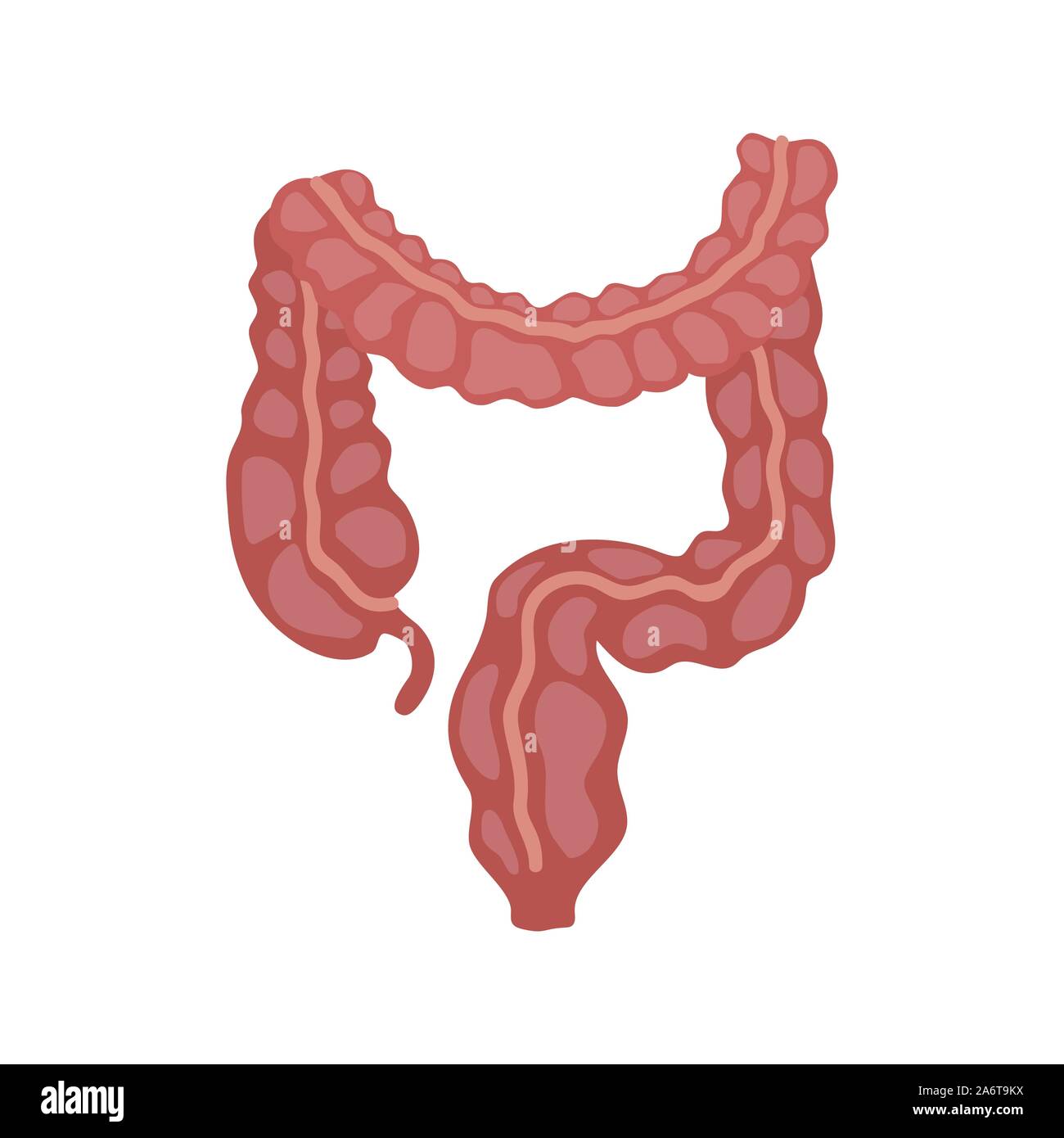 Colon illustration on white background. Anatomy of organ Stock Vector ...