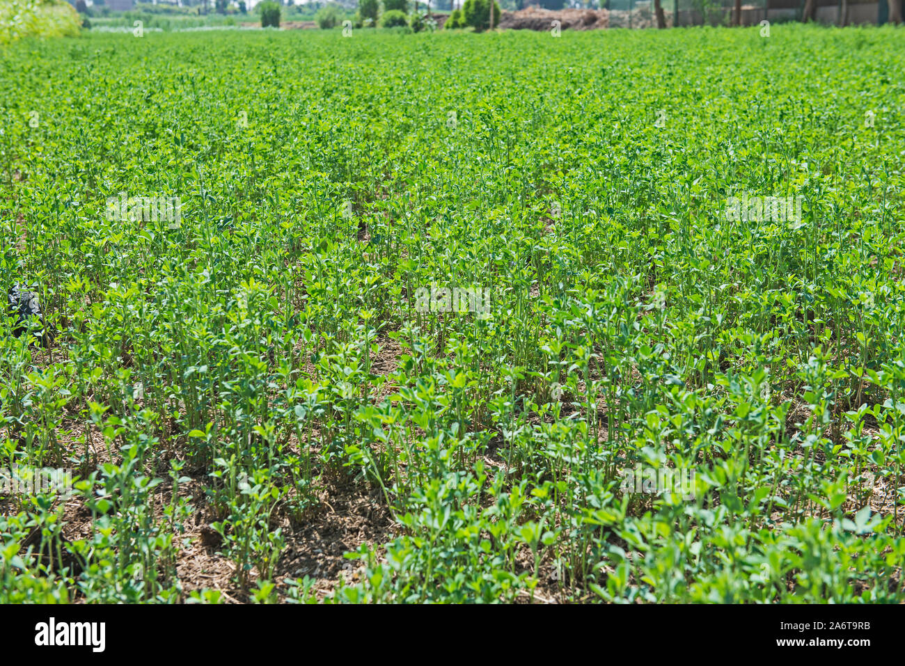 Closeup detail of food crop plants growing in rural countryside field ...
