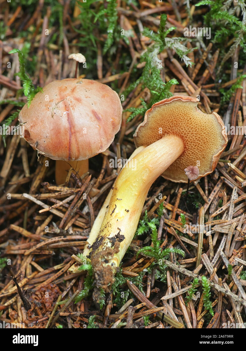 Mushroomhunting hi-res stock photography and images - Alamy