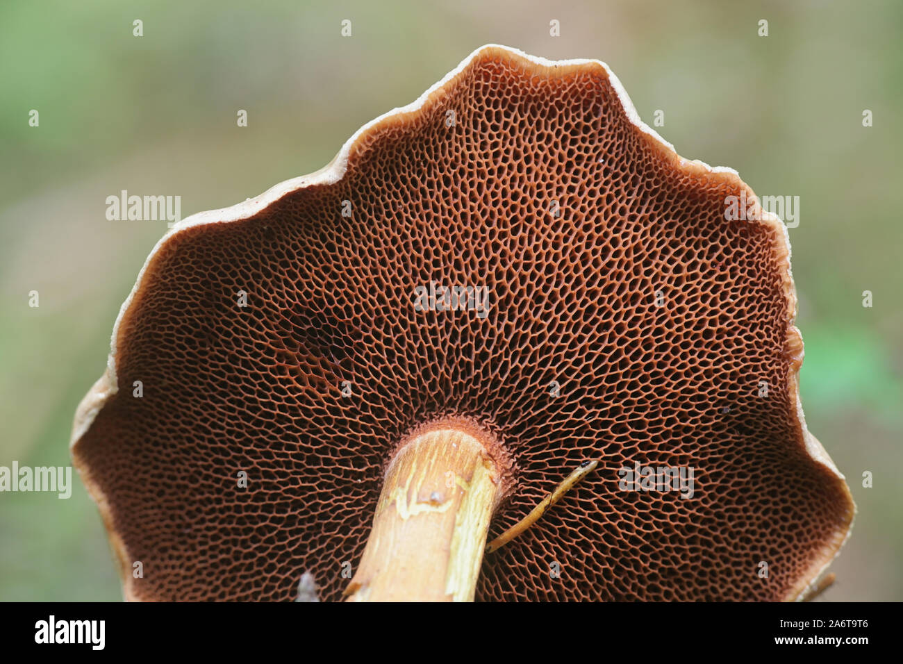 Chalciporus piperatus, known as the peppery bolete, spicy mushroom ...