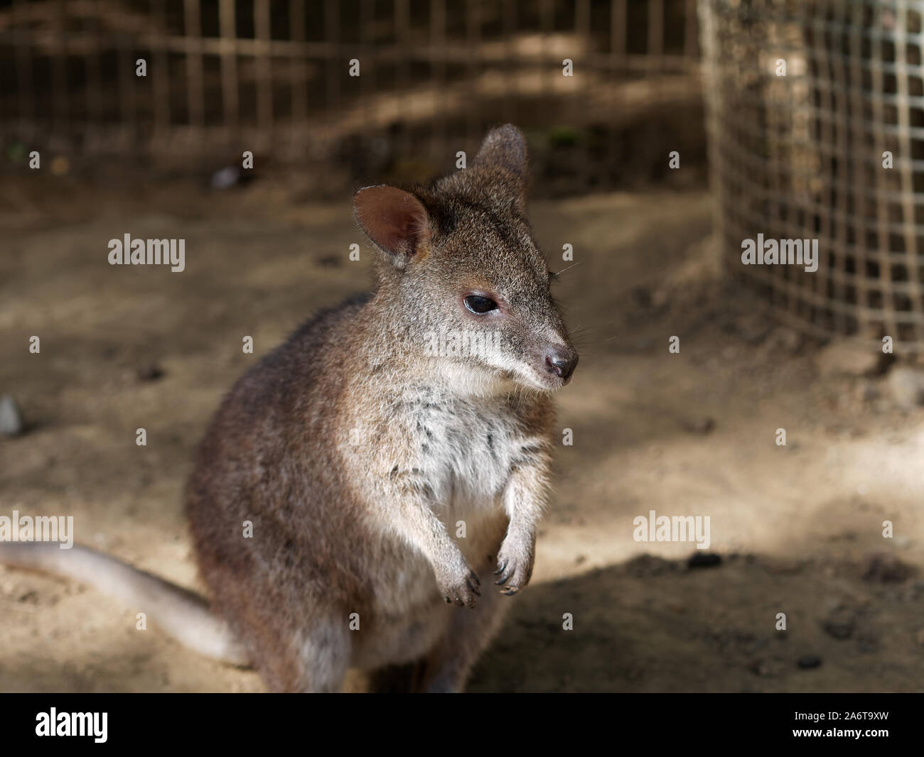 Portrait of cute baby wallaby Stock Photo - Alamy
