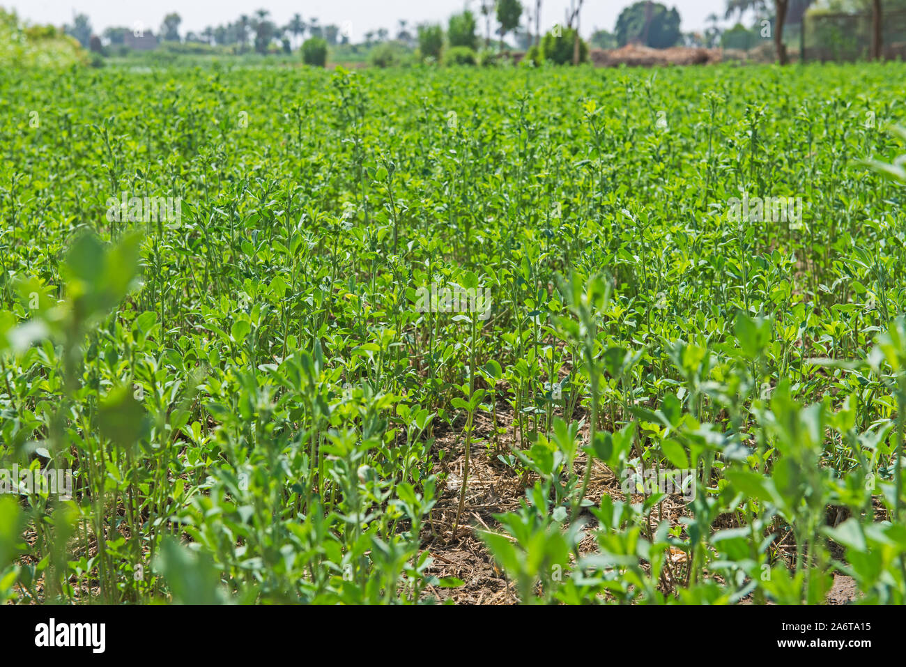 Closeup detail of food crop plants growing in rural countryside field ...