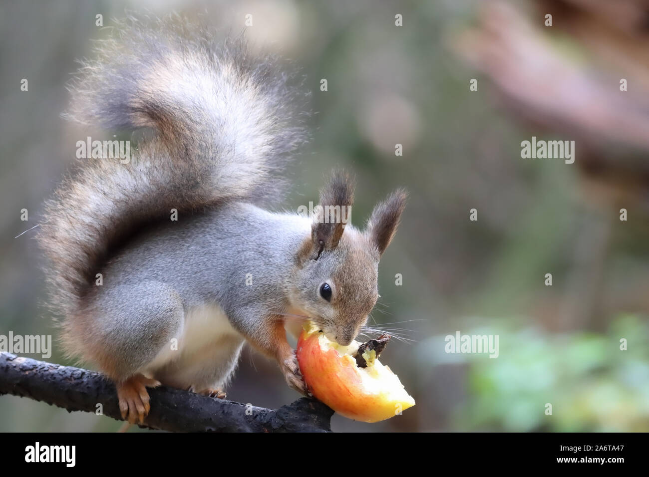 Swedish squirrel hi-res stock photography and images - Alamy