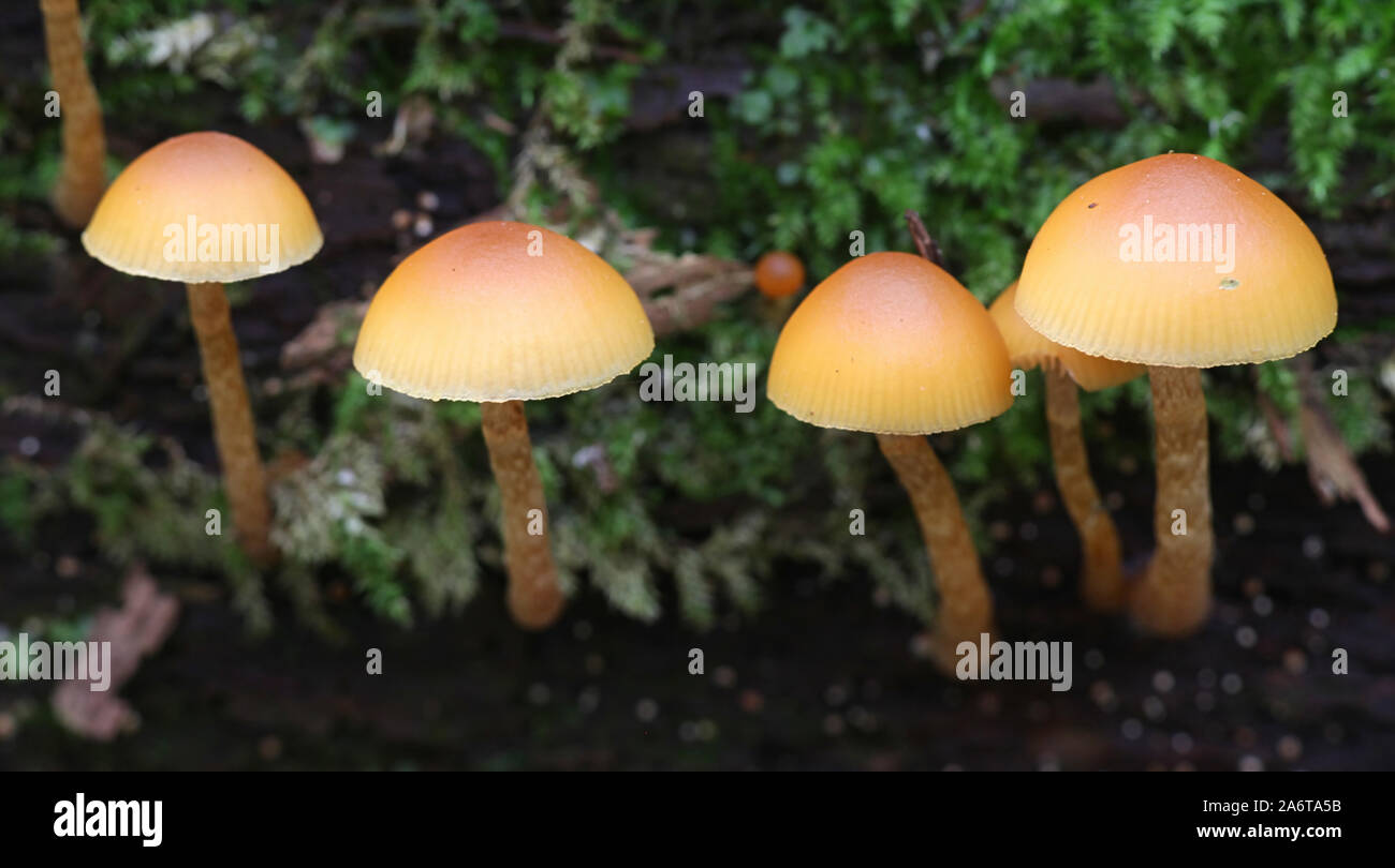 Galerina marginata, known as the Funeral Bell mushroom or deadly ...