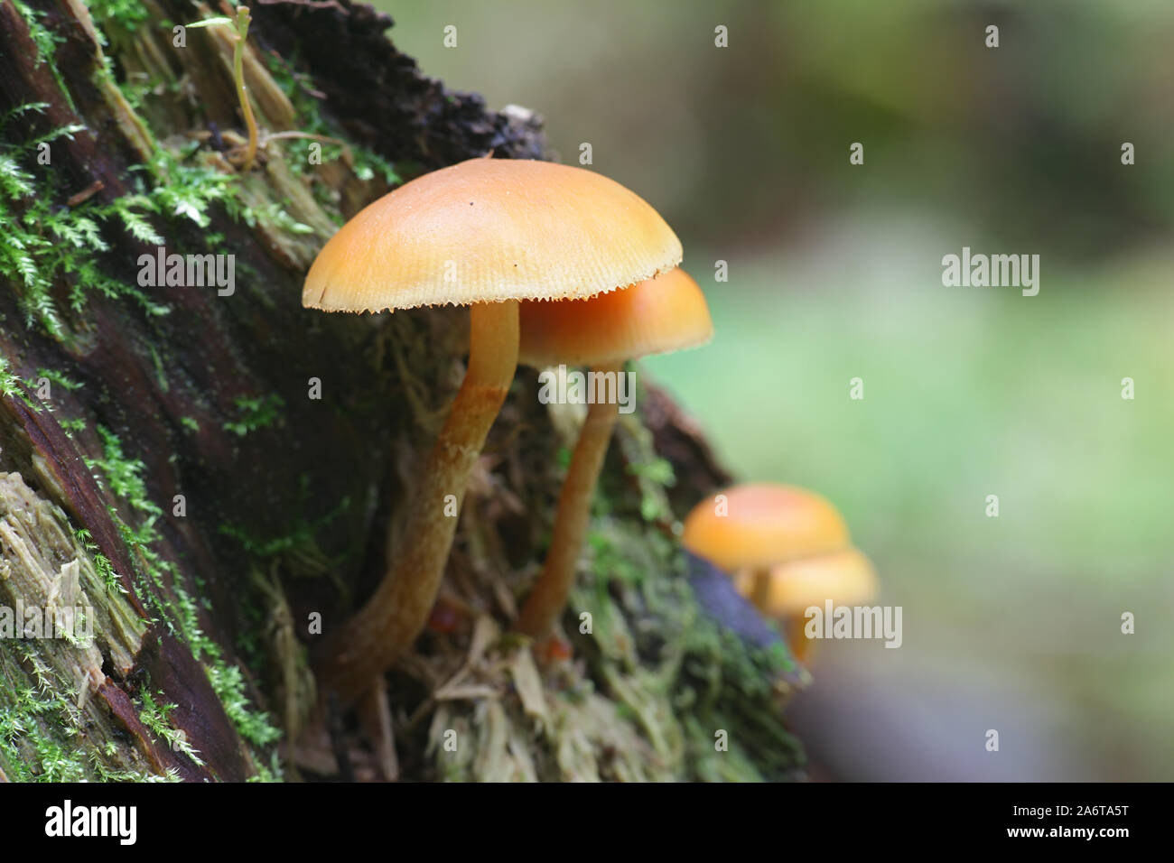 Funeral bell mushroom hi-res stock photography and images - Alamy