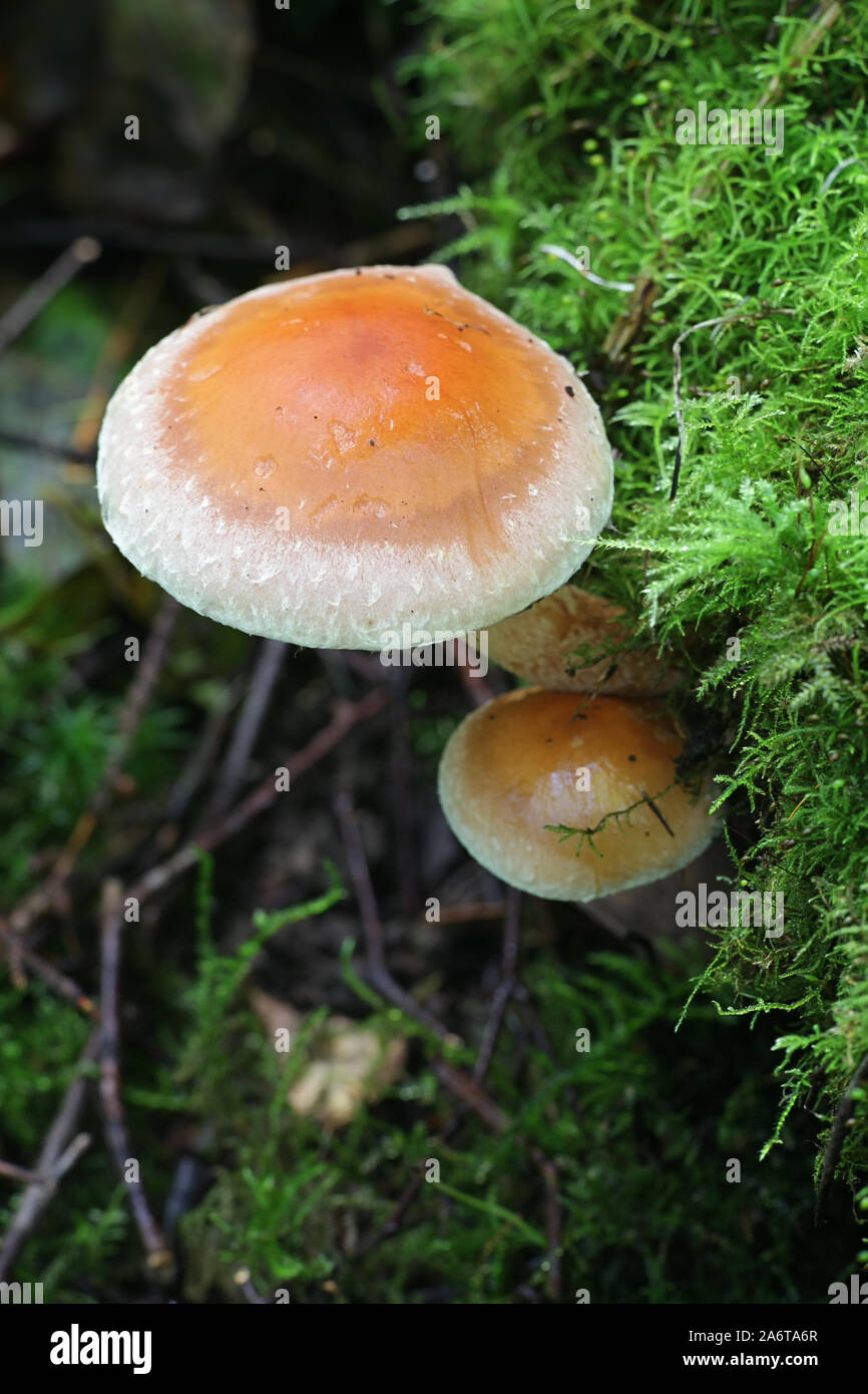 Brick Tuft Fungi High Resolution Stock Photography and Images - Alamy