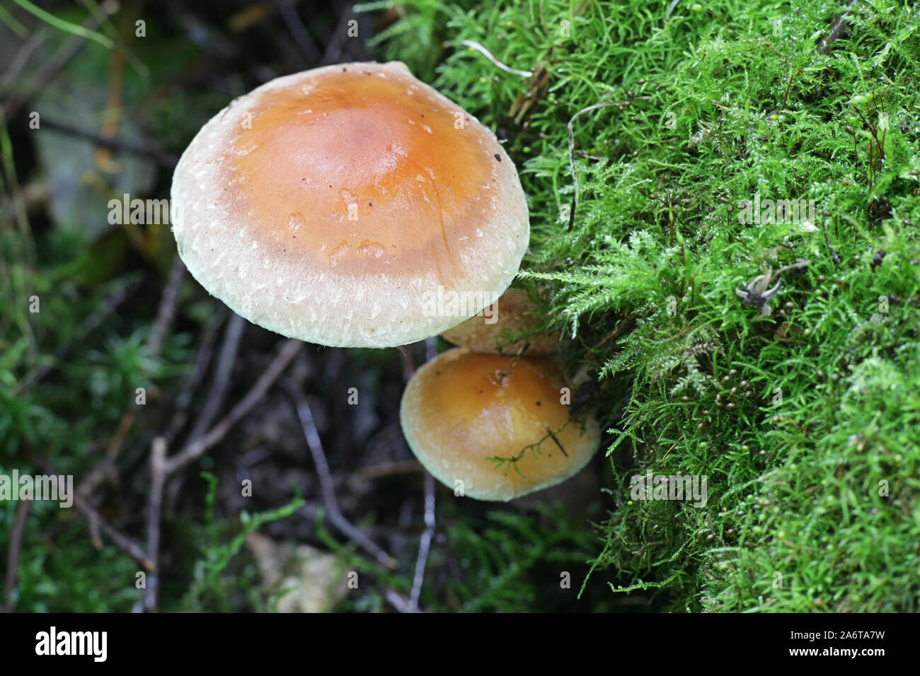 Hypholoma lateritium, known as brick cap or brick tuft mushroom ...