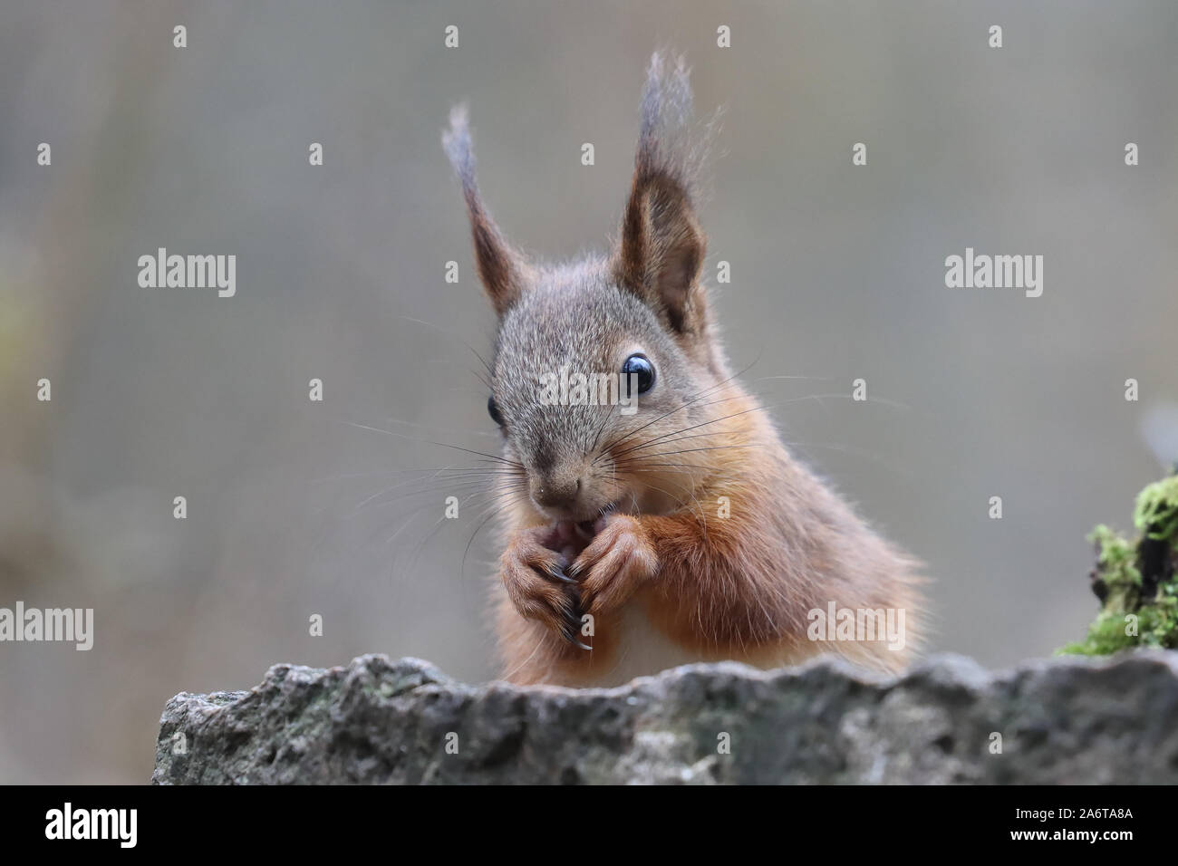 Swedish squirrel hi-res stock photography and images - Alamy