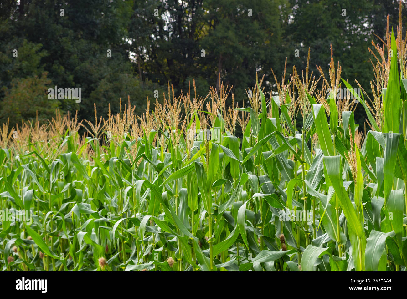 Edge of maize field hi-res stock photography and images - Alamy