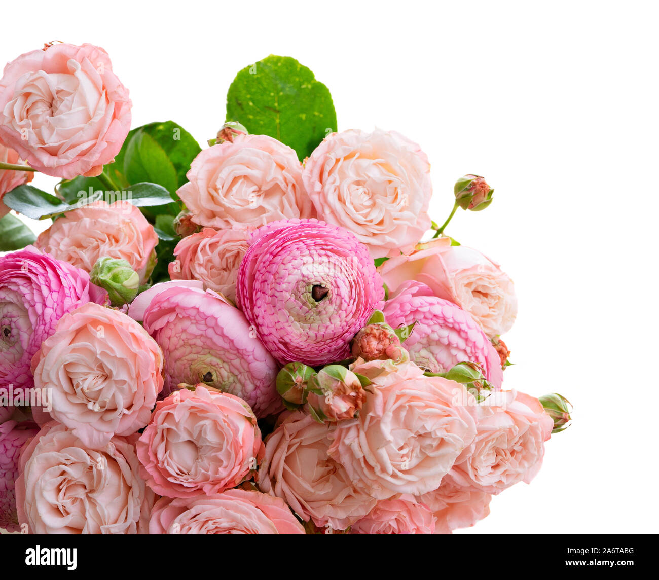 fresh rose flowers Stock Photo - Alamy