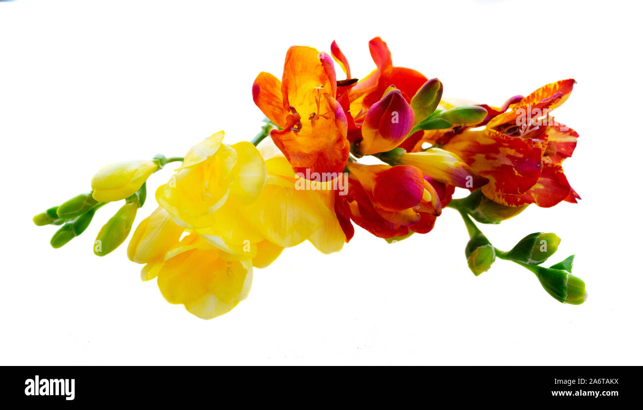 fresh freesia flowers Stock Photo - Alamy