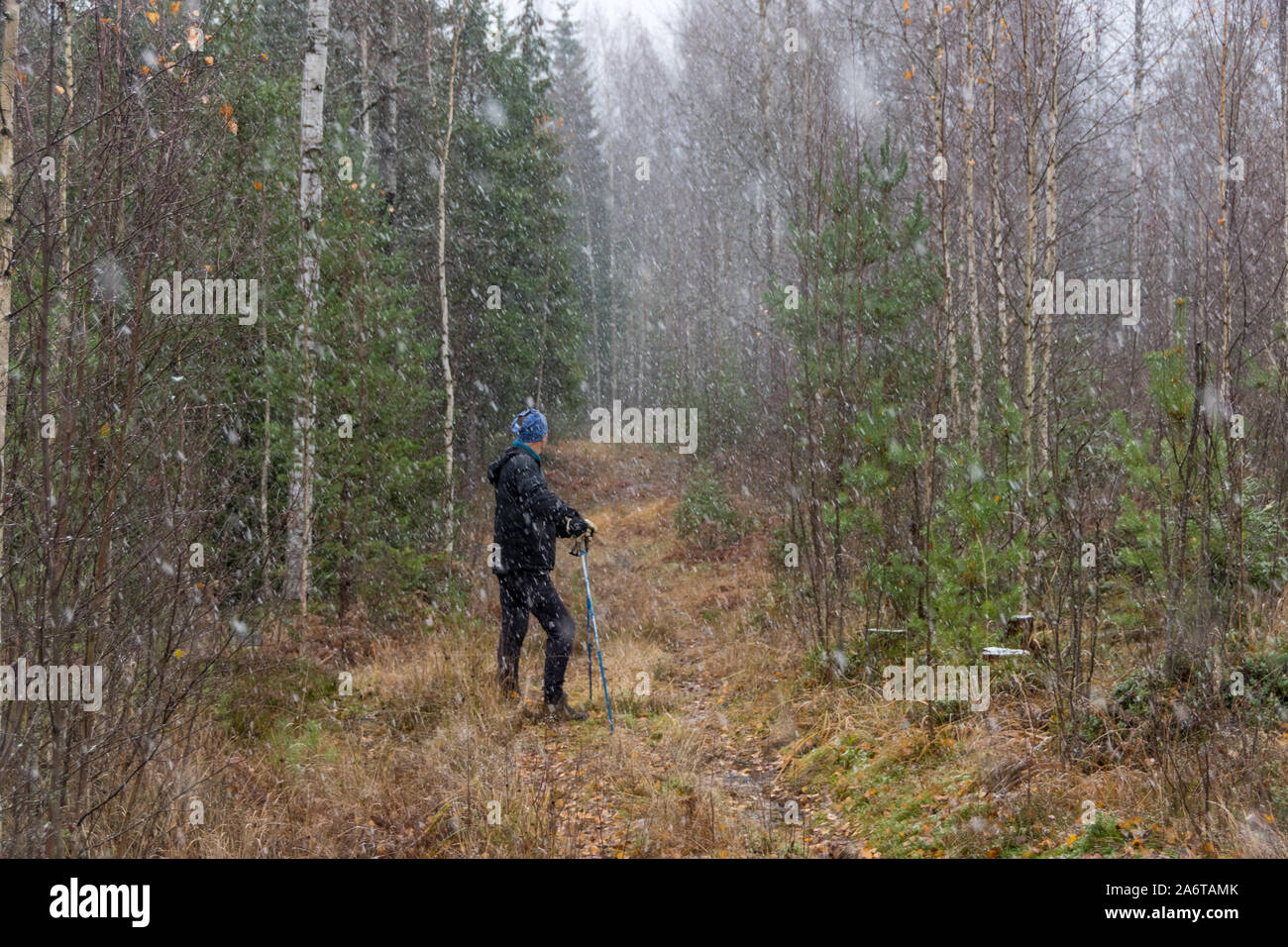 A man on a walk with walking sticks in a snowfall Stock Photo - Alamy