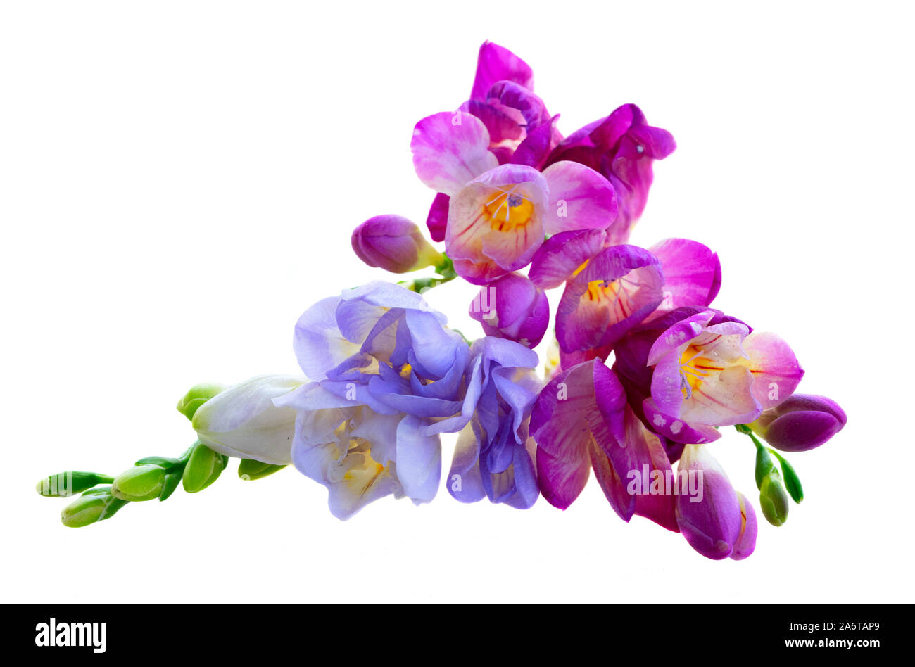 fresh freesia flowers Stock Photo - Alamy