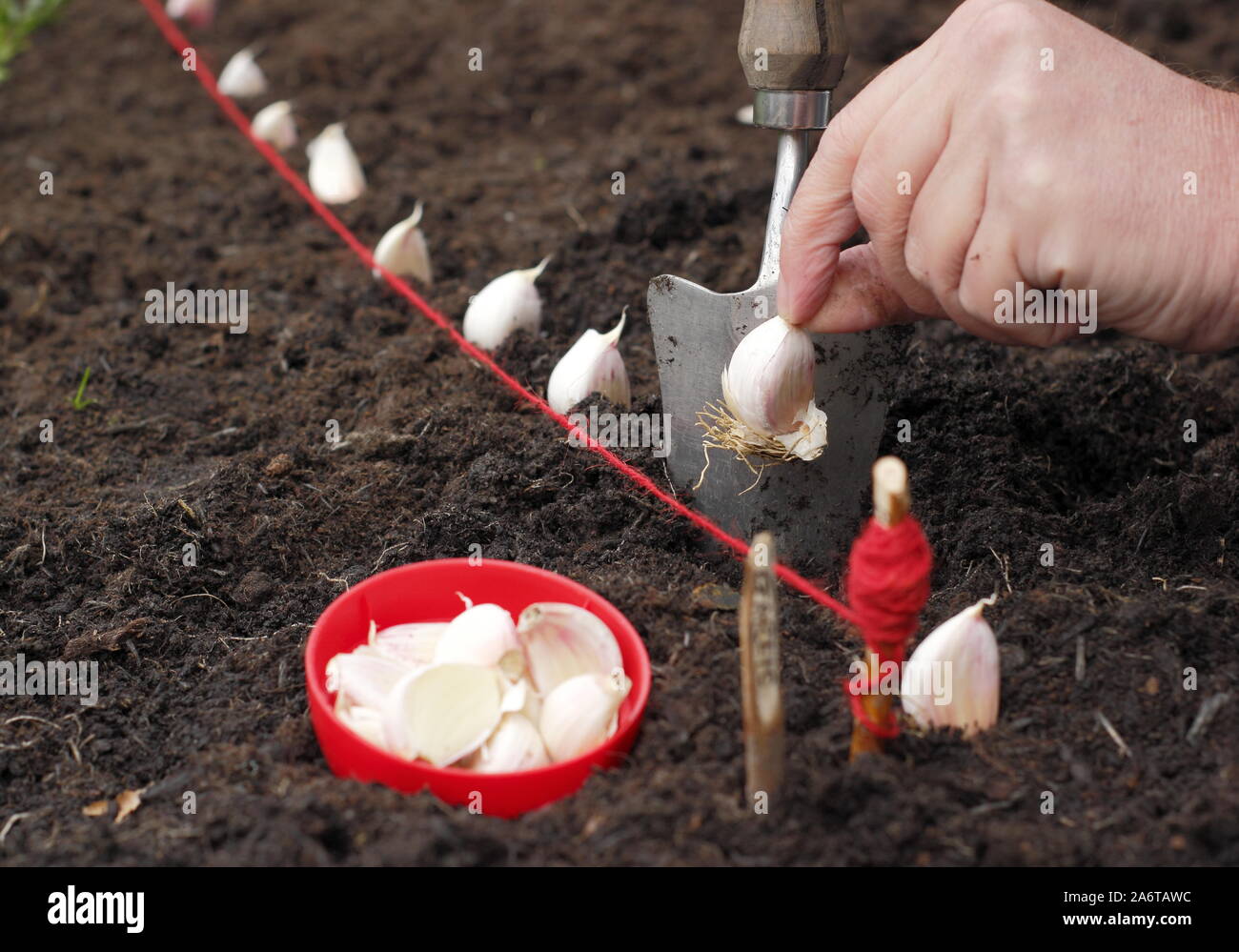 Allium lautrec wight hi-res stock photography and images - Alamy