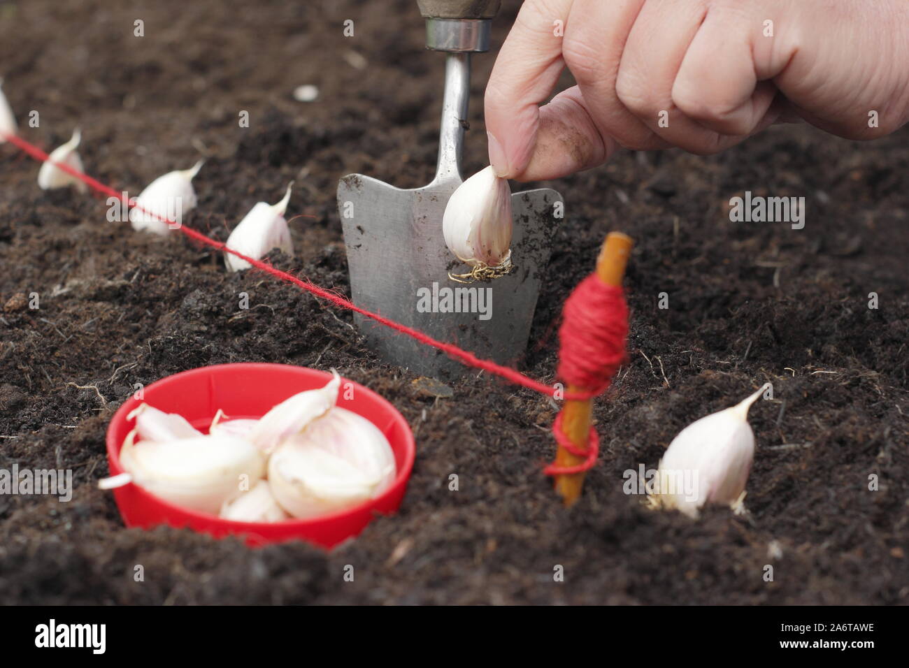 Allium lautrec wight hi-res stock photography and images - Alamy