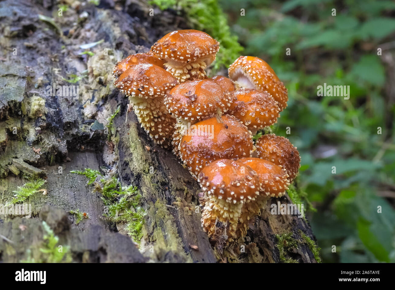 Detailed capture of a group of colorful mushrooms growing on the trunk ...