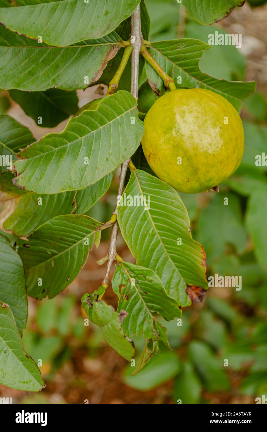 Ripe Guava High Resolution Stock Photography and Images - Alamy