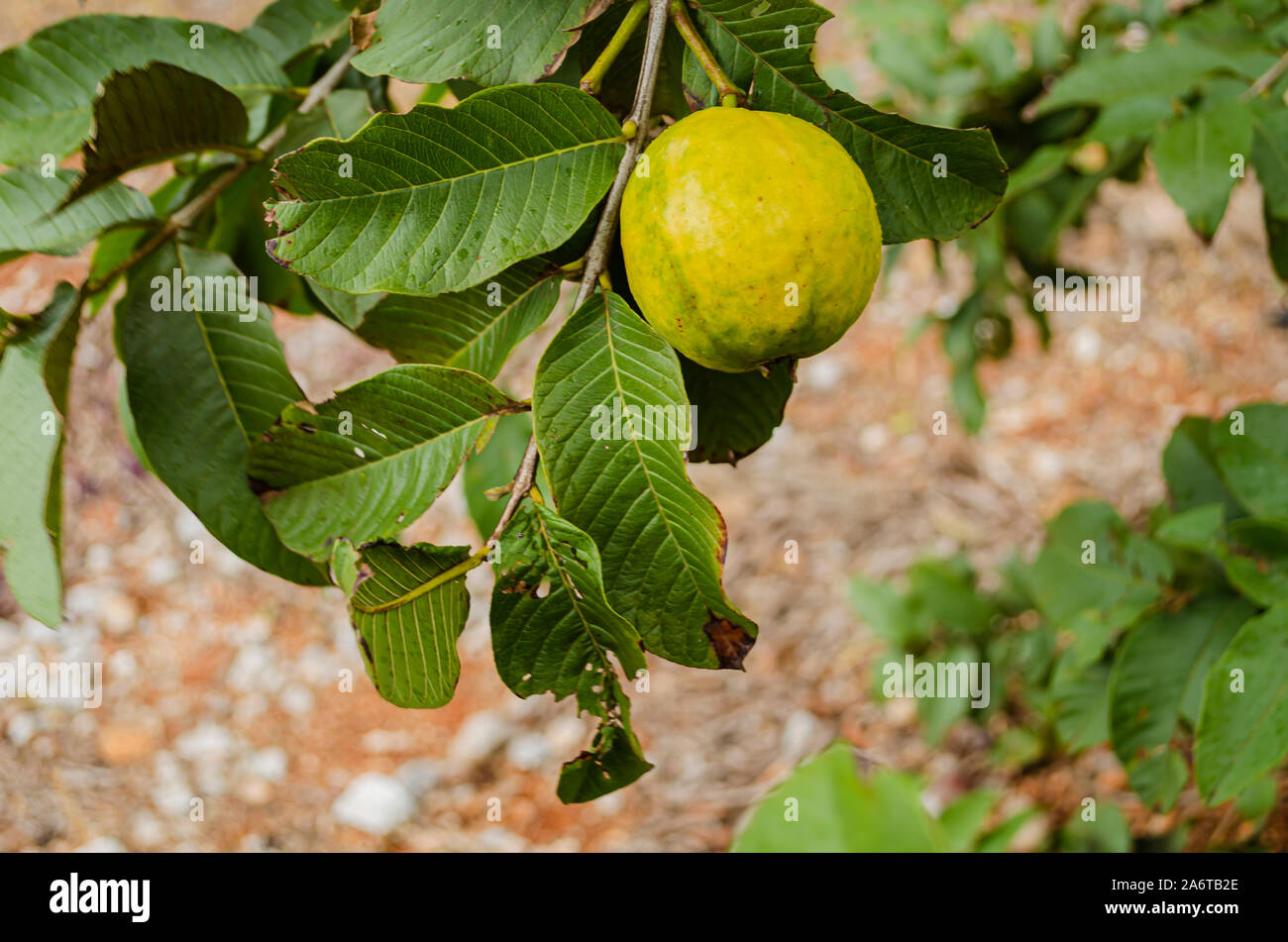 Apple Guava Fruit Stock Photos & Apple Guava Fruit Stock Images - Alamy