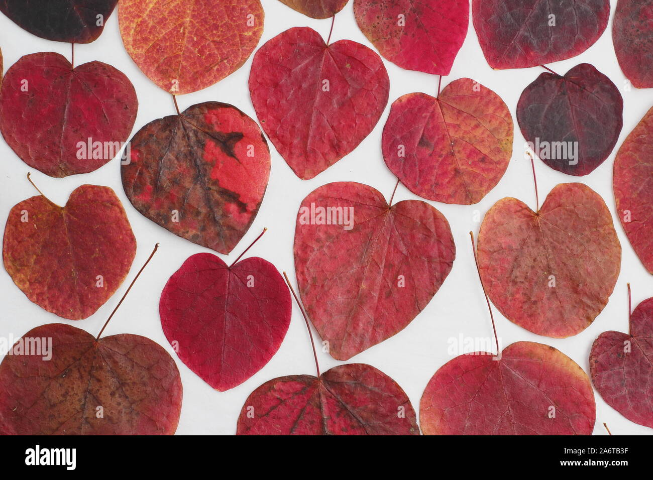 Heart shaped leaves hi-res stock photography and images - Alamy