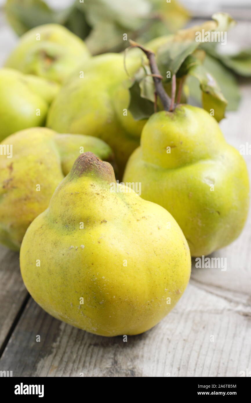 Cydonia oblonga 'Vranja'. Aromatic quince fruits on a kitchen table for ...