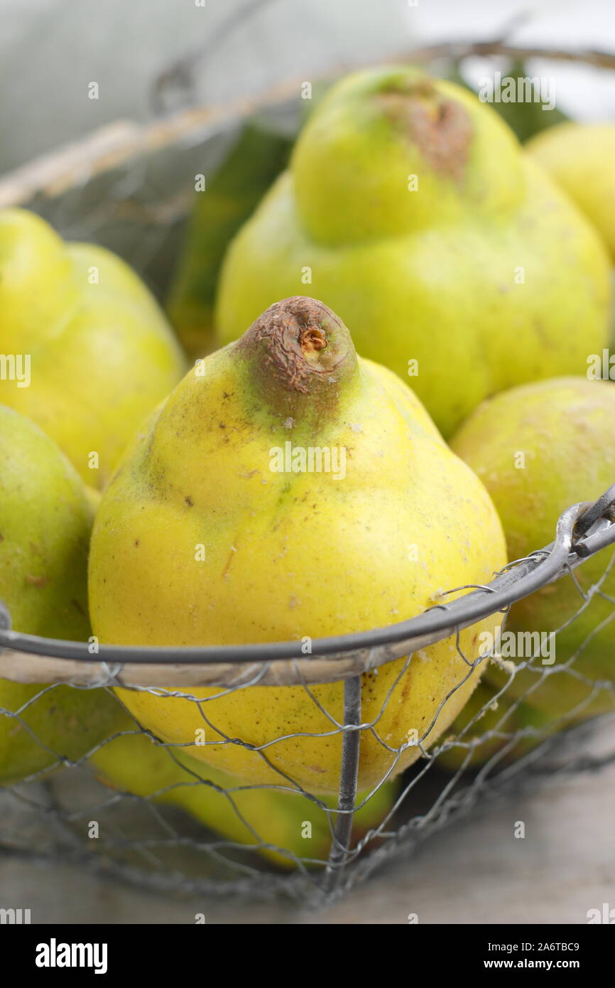 Cydonia oblonga 'Vranja'. Quince fruits in a wire basket for making ...