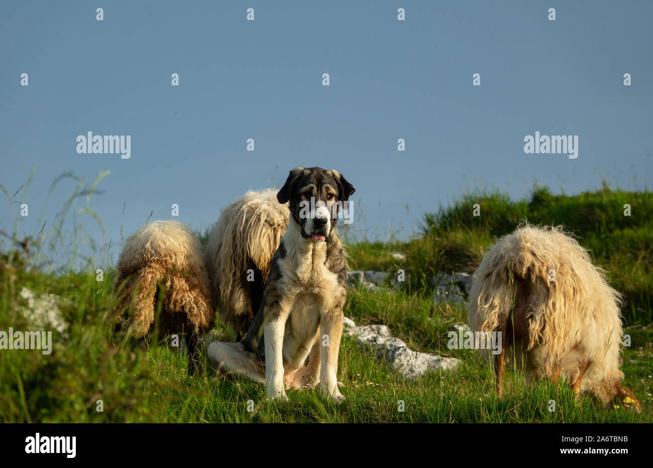 Sheep dog guard sheep hi-res stock photography and images - Alamy