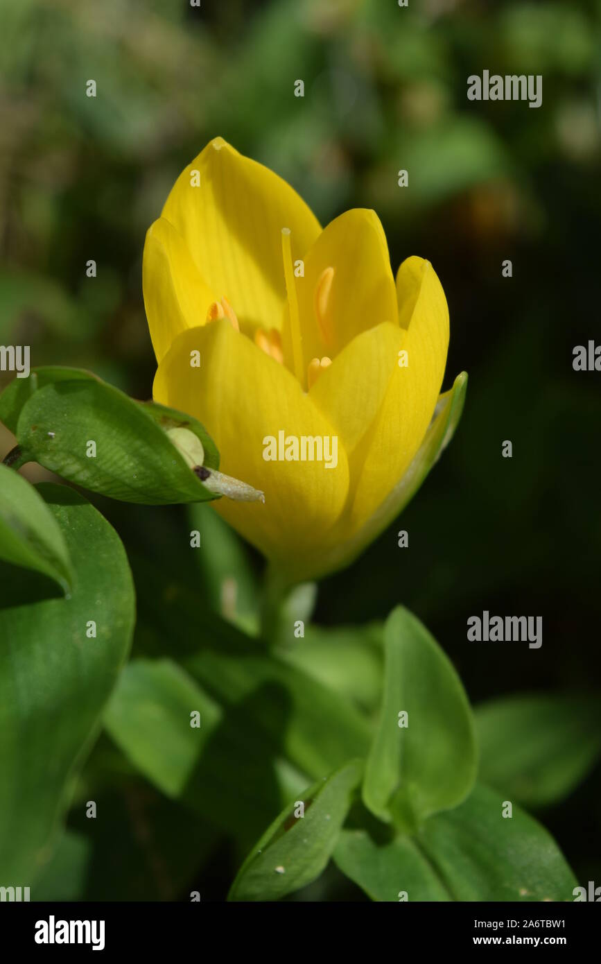 Flower albania hi-res stock photography and images - Alamy