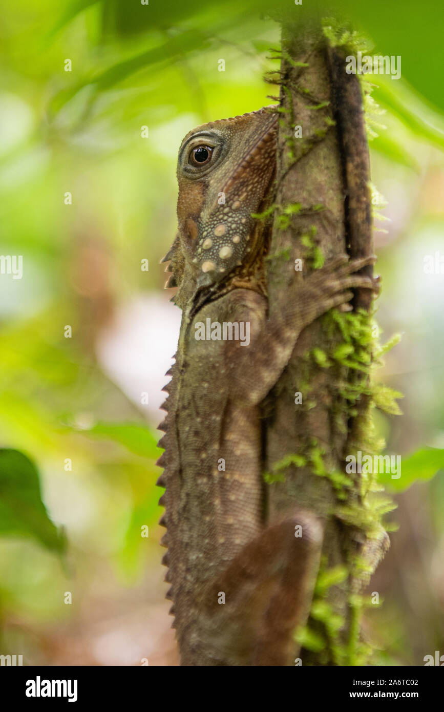 Rainforest lizards hi-res stock photography and images - Alamy