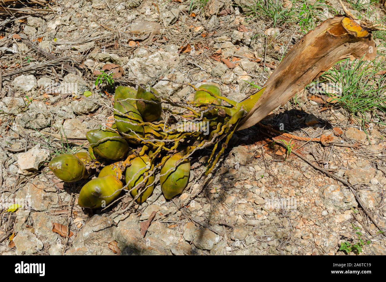 Small coconuts hi-res stock photography and images - Alamy