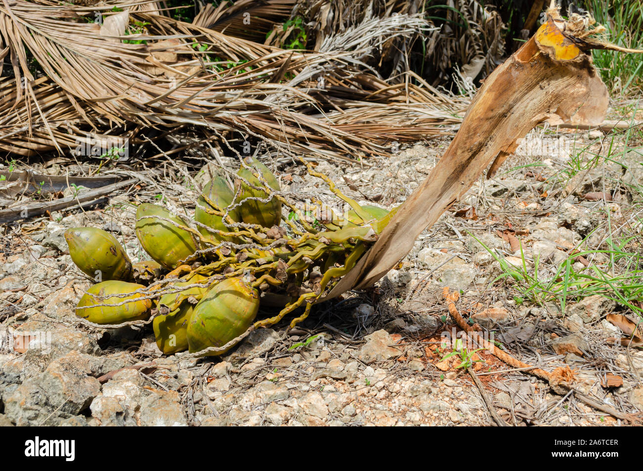 Full Length Of Coconut Bunch Stock Photo - Alamy