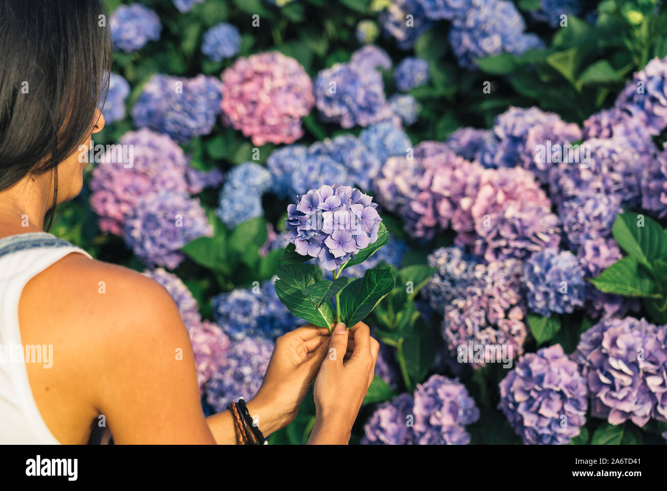 Female person taking pure and romantic hydrangeas Stock Photo - Alamy