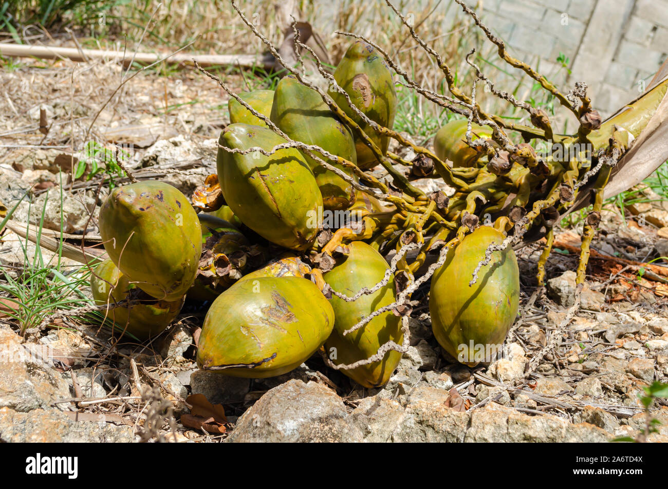 Coconut bunch hi-res stock photography and images - Alamy