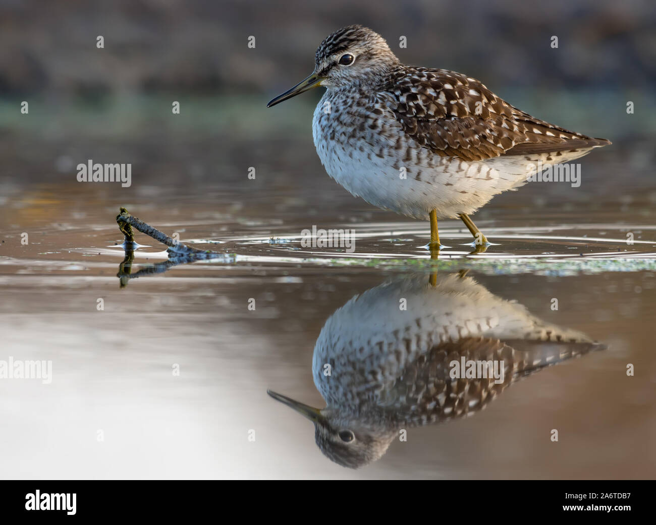Wood sandpiper stands in water of big pond with perfect mirror ...