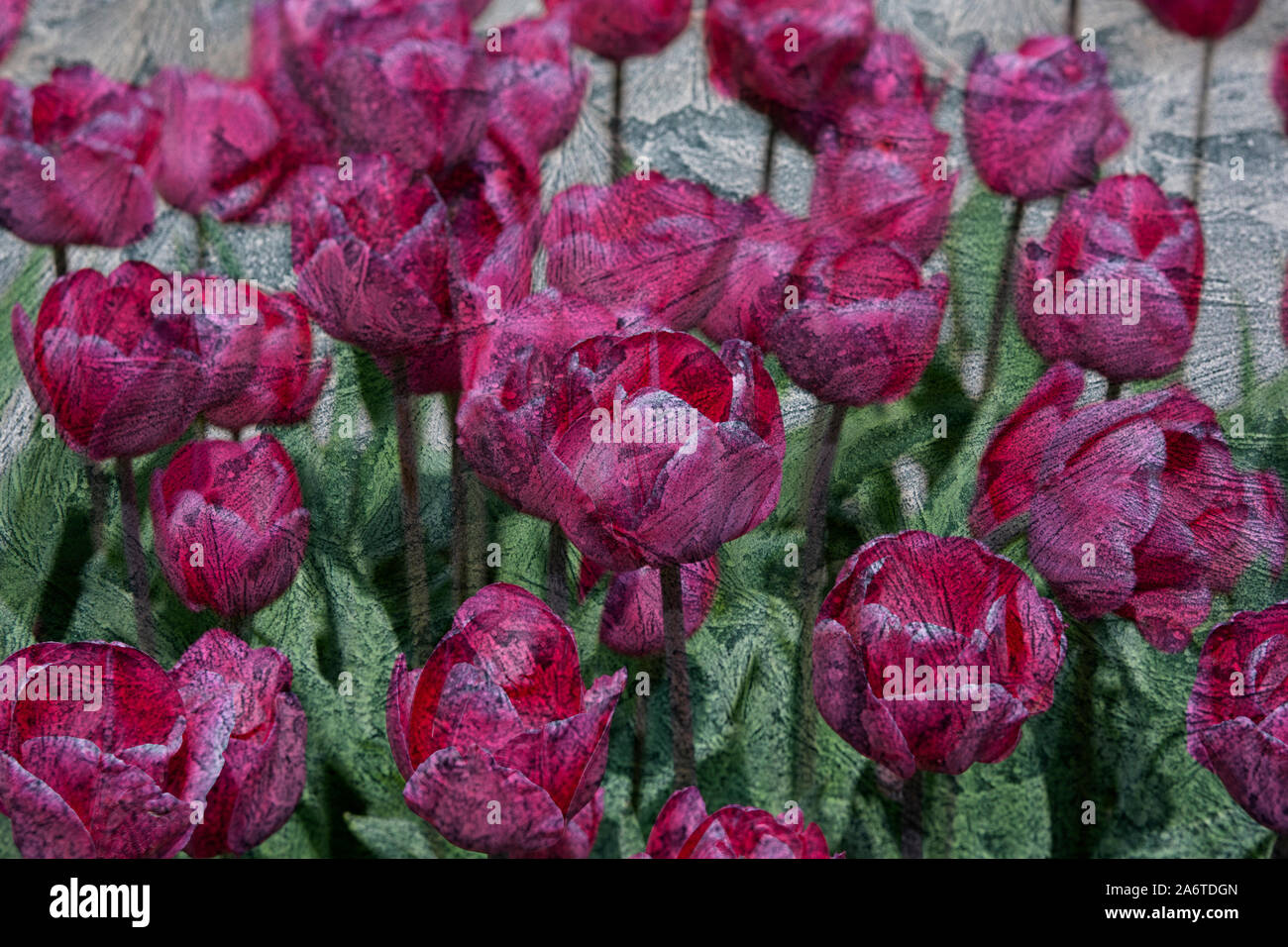 Colorful tulips as design Stock Photo - Alamy