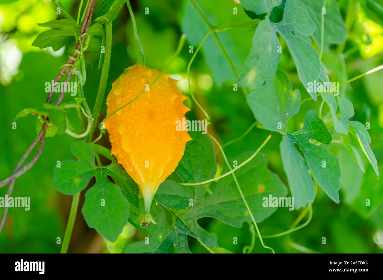 Cerasee Fruit On Vine Stock Photo - Alamy