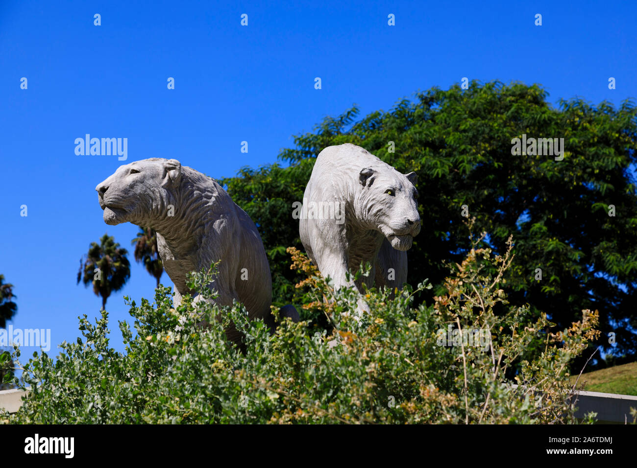 Sabre Tooth Tiger statues, La Brea tar pits, George C Hancock museum ...