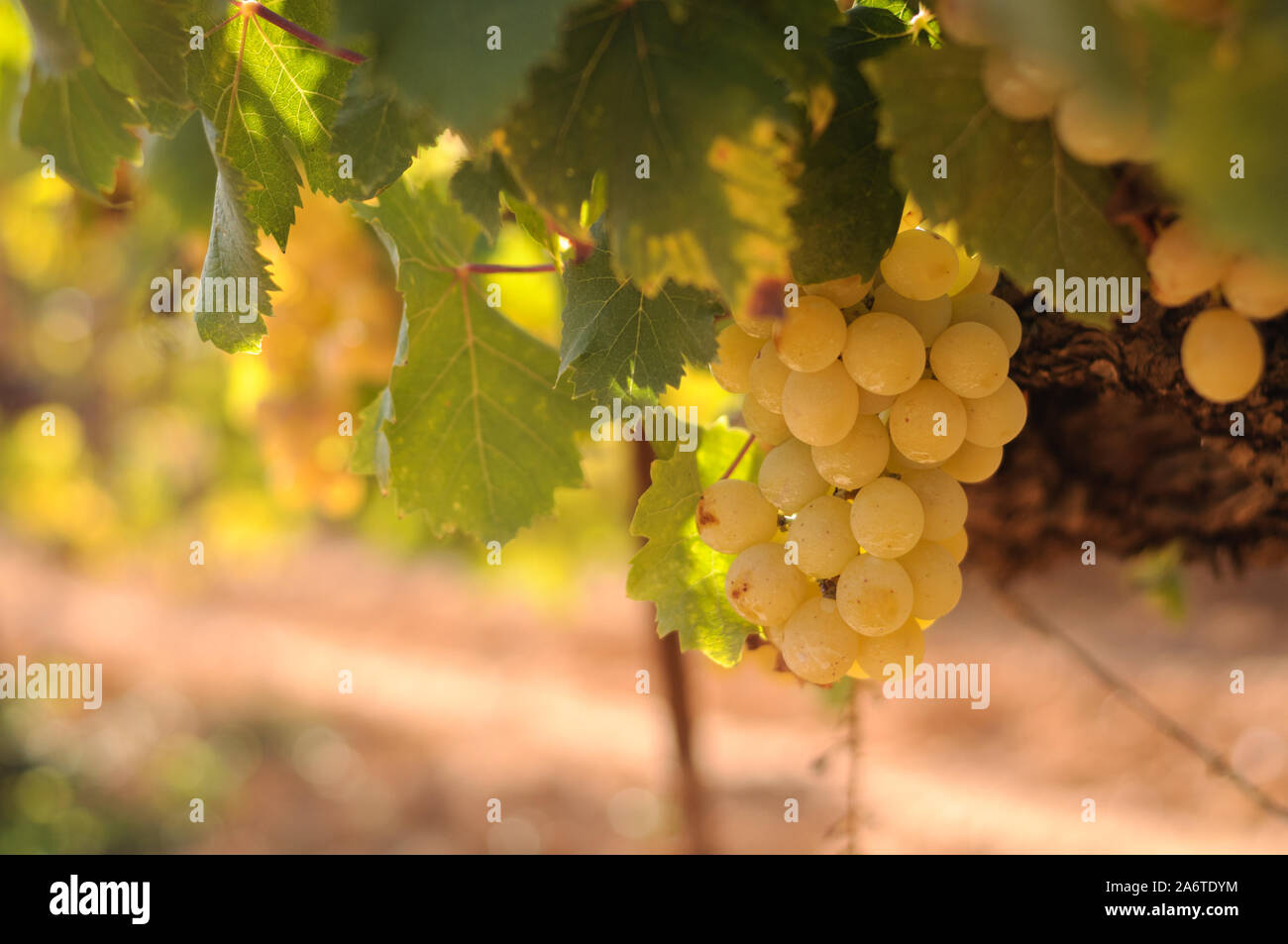 Grapes on the tree hi-res stock photography and images - Alamy