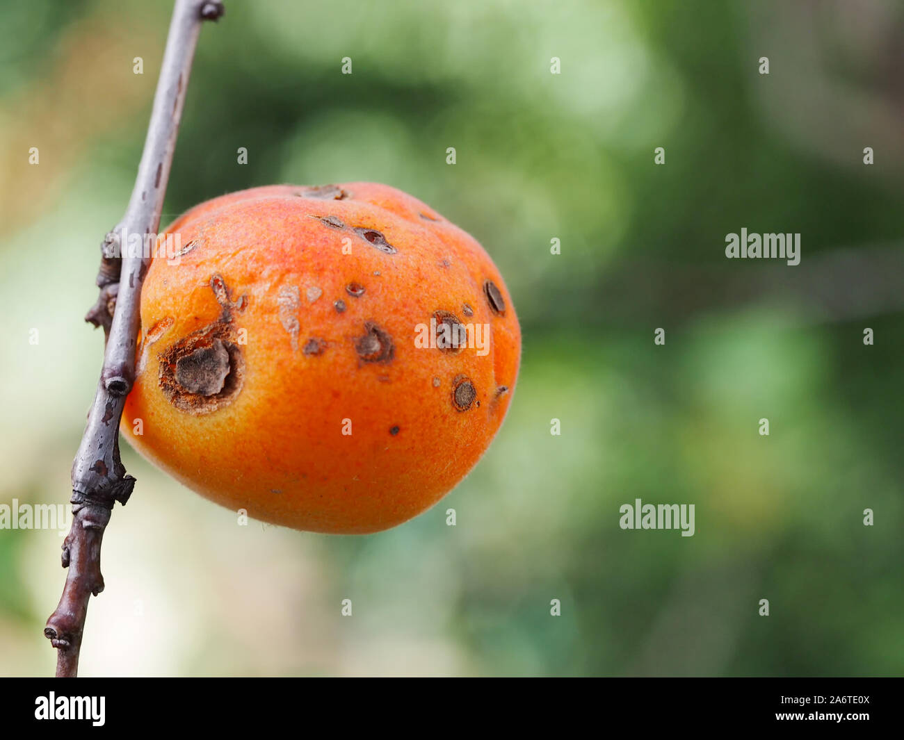 Infected orange hi-res stock photography and images - Alamy