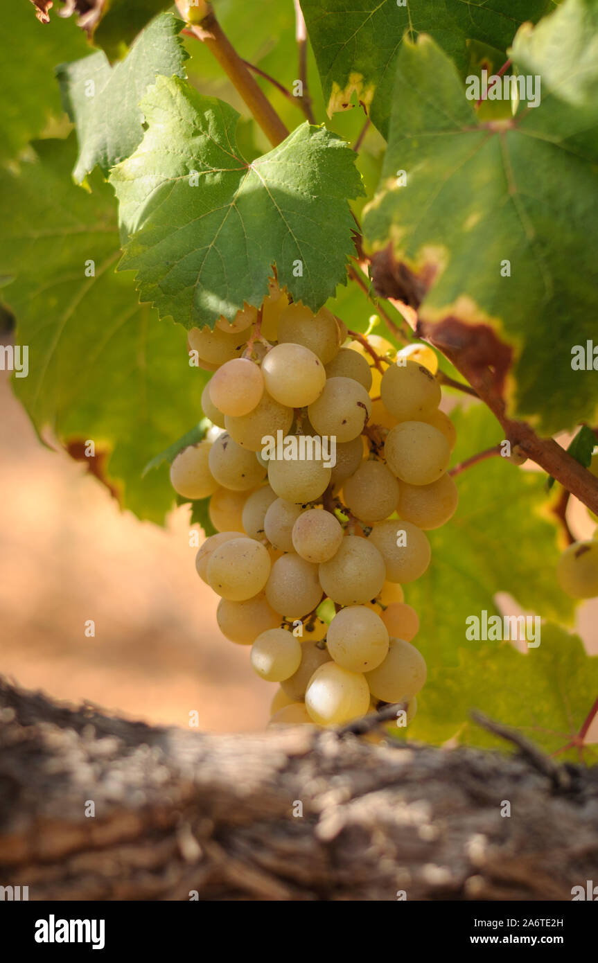 Grapes on the tree hi-res stock photography and images - Alamy