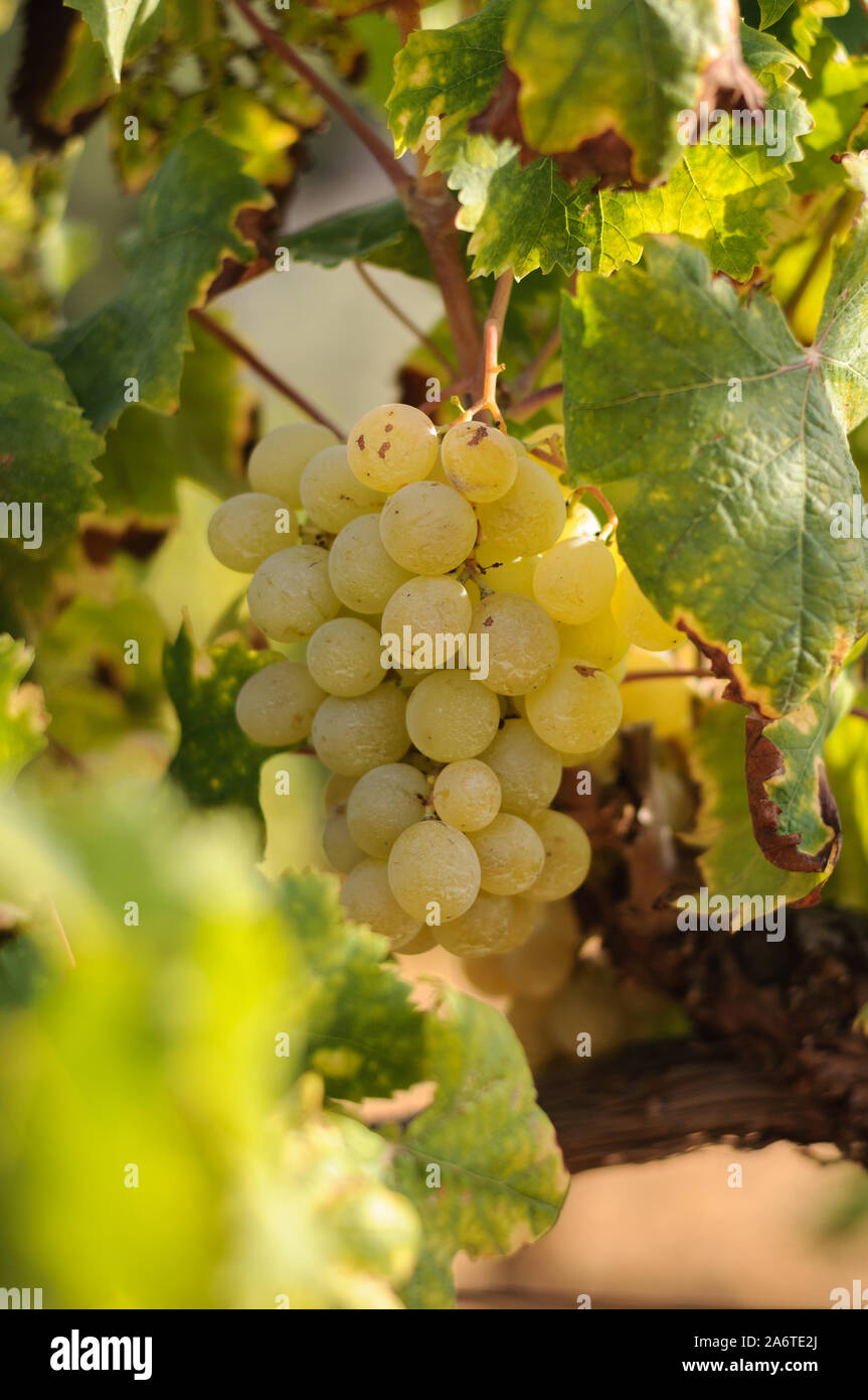 Grapes on the tree hi-res stock photography and images - Alamy