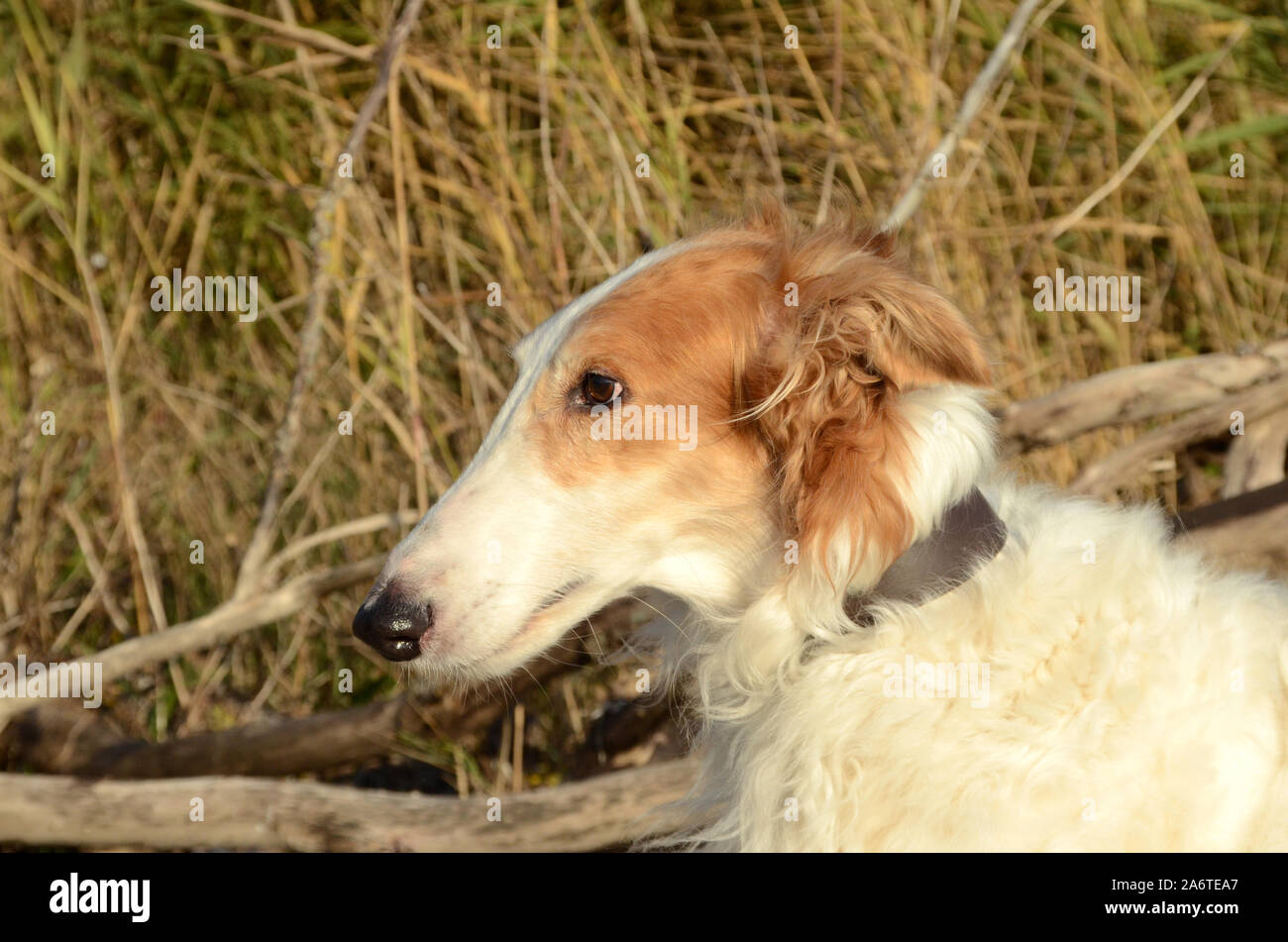 Face closeup on Borzoi dog Stock Photo - Alamy